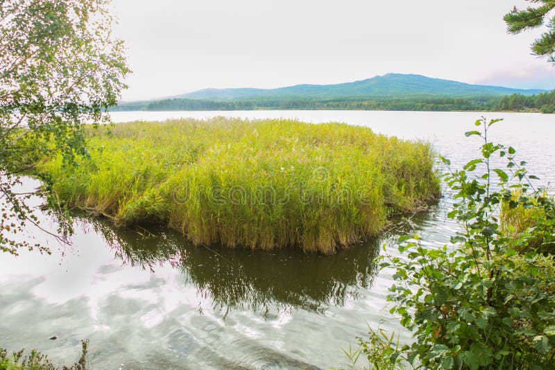 Sunset Scenery on Lake with Reeds on Foreground Stock Photo - Image of ...