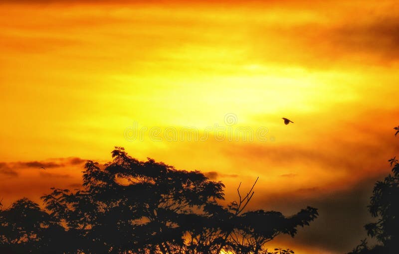 Sunset scenery stock photo. Image of scenery, golden - 91721158