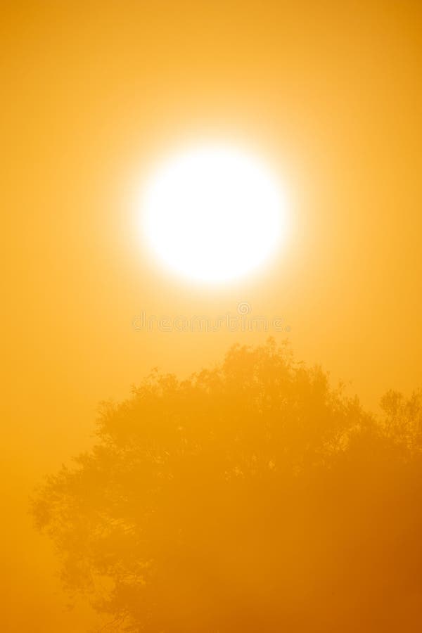 Sunset Scenes and Dusky Sky with Silhouettes of Trees and Branches ...