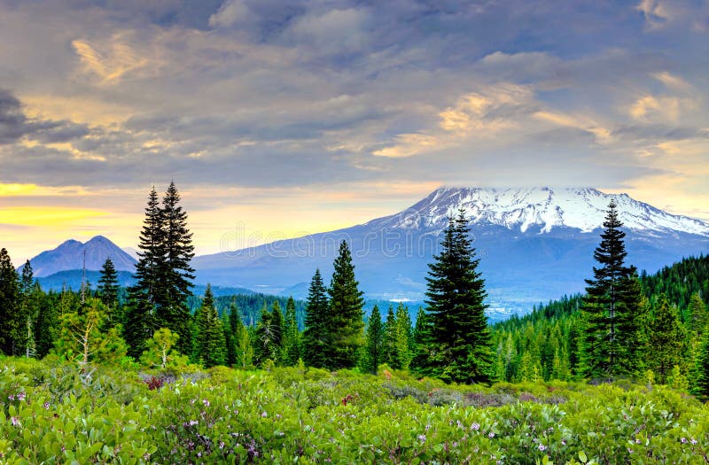 Sunset in a Secluded Forest Stock Image - Image of forest, expressions ...