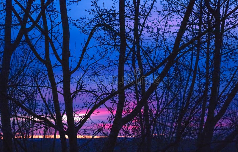 Sunset Seen through Tree Branches Stock Photo - Image of majestic ...