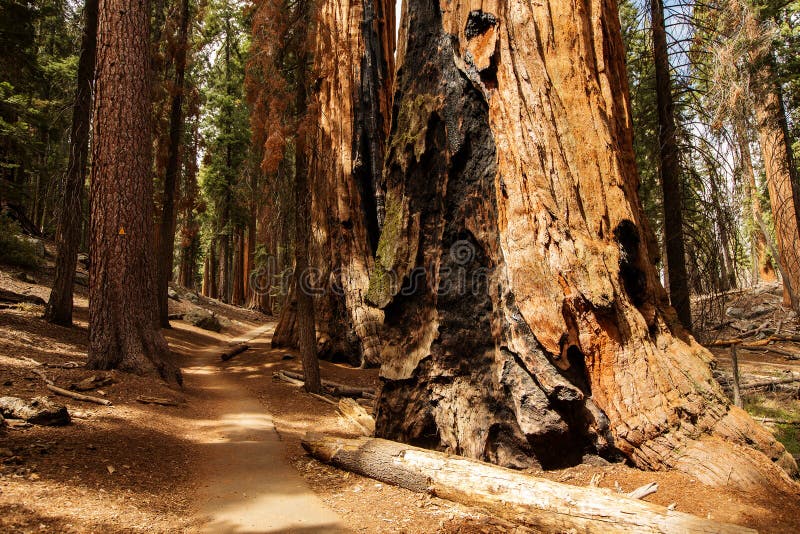 Sunset in the Sequoia Forest, Sequoia National Park, California Stock ...