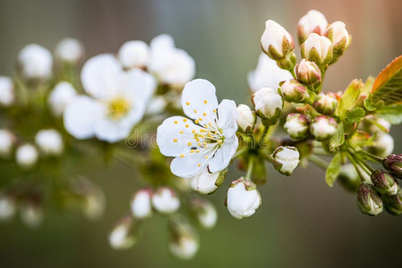 Sunset Serenade of Cherry Blossoms: Spring S Floral Dance Stock Image ...