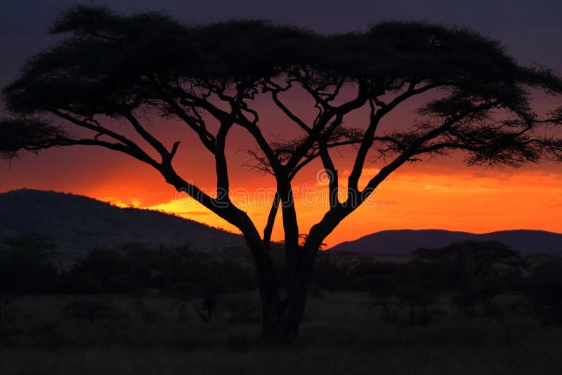 Sunset in the Serengeti Savannah Stock Photo - Image of travel, light ...