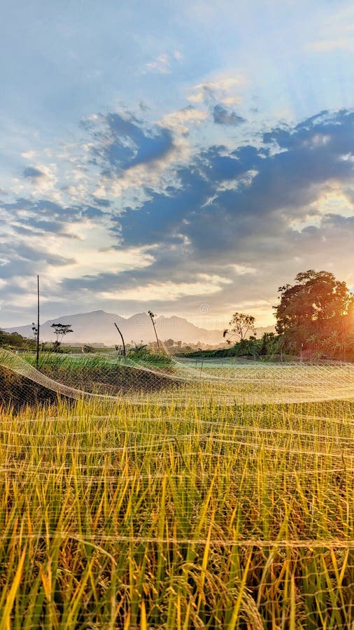 Sunset Serenity: the Beauty of Rice Fields at Dusk Stock Image - Image ...