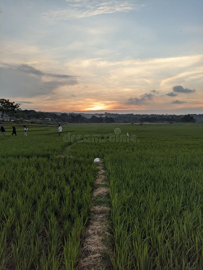 Sunset in Setu Patok stock image. Image of cirebon, ricefield - 247150835
