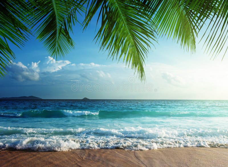 Sunset on Seychelles beach stock image. Image of coconut - 62454583