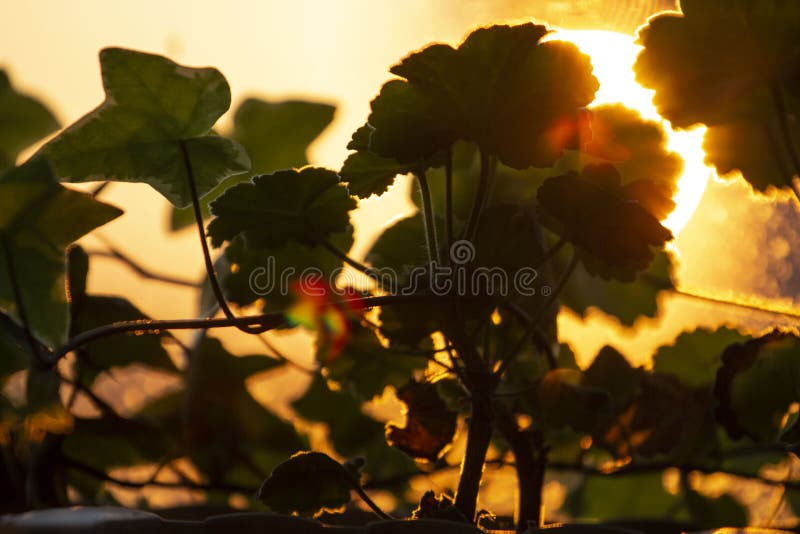 Sunset. the Shadow from the Plants. Warm Light. Beautiful Flowers Stock ...