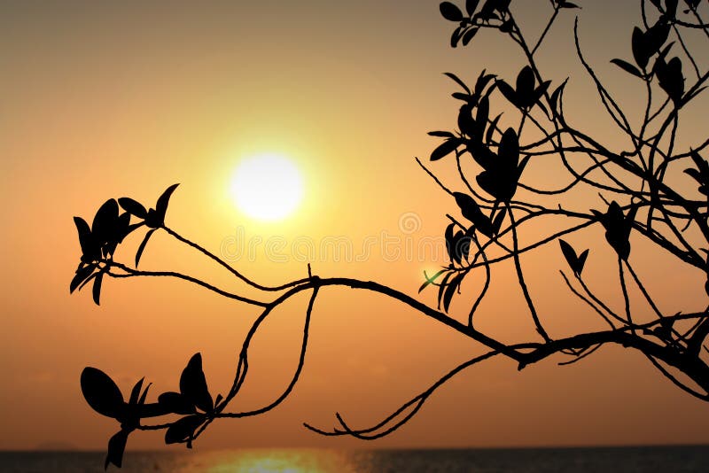 Olive trees in sunset stock photo. Image of beauty, calm - 14790946