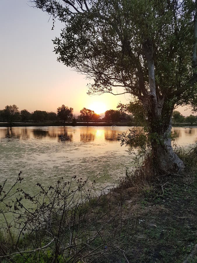 Sunset and shadow stock photo. Image of wild, tree, shadow - 154685516