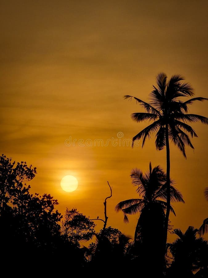 Sunset and the Shadows of Trees Stock Photo - Image of colour, arround ...