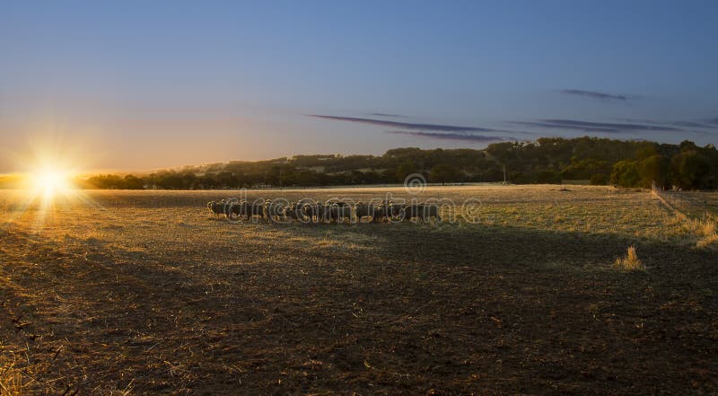 Sunset Sheep stock photo. Image of australian, setting - 90790076