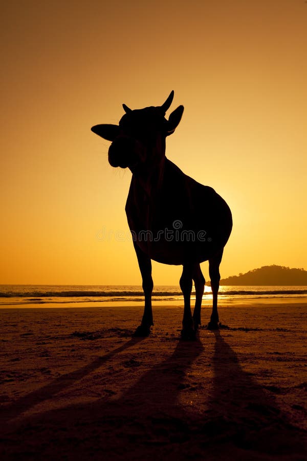 Silhouette Of Cow During Sunset Picture. Image: 89442454
