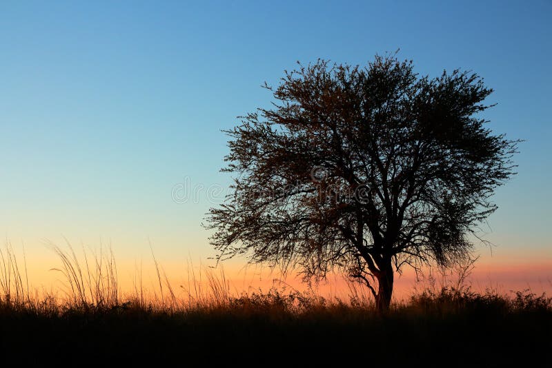 Sunset with Silhouetted Tree Stock Photo - Image of light, natural ...