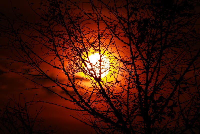 Sunset with Silhouetted Trees Stock Photo - Image of night, nature ...