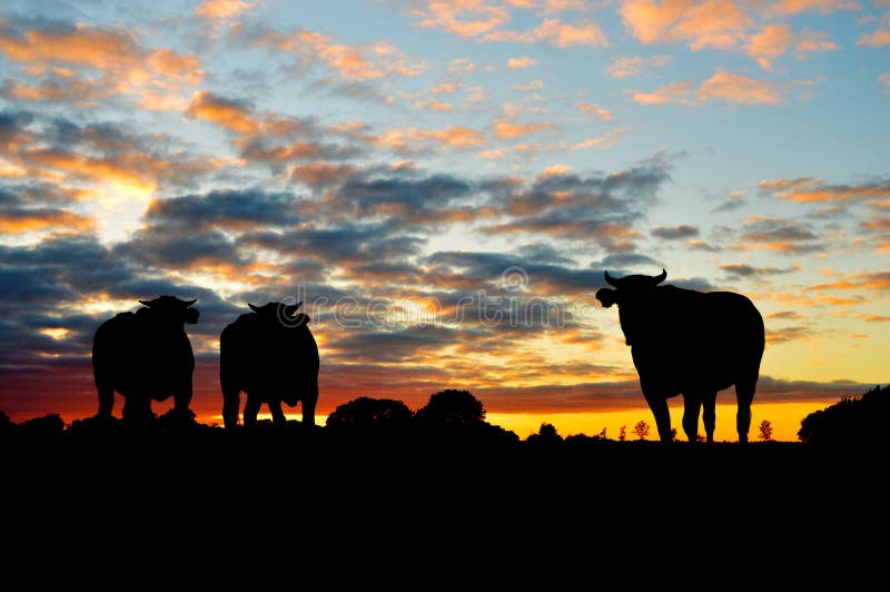 14,082 Cattle Sunset Stock Photos - Free & Royalty-Free Stock Photos ...