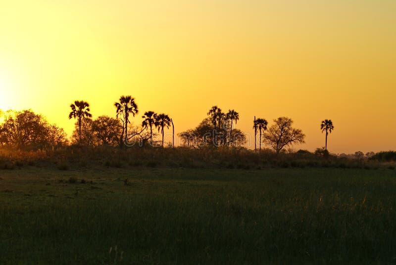 Sunset in the Okavango Delta Stock Image - Image of wetland, maun ...