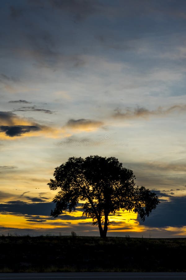 Sunset on Single Tree in New Mexico Stock Image - Image of silhouette ...