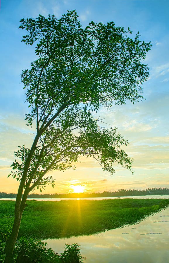 Sunset with Single Tree in the River Stock Image - Image of shows ...