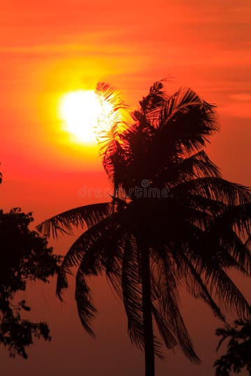 158,041 Sky Coconut Tree Stock Photos - Free & Royalty-Free Stock ...