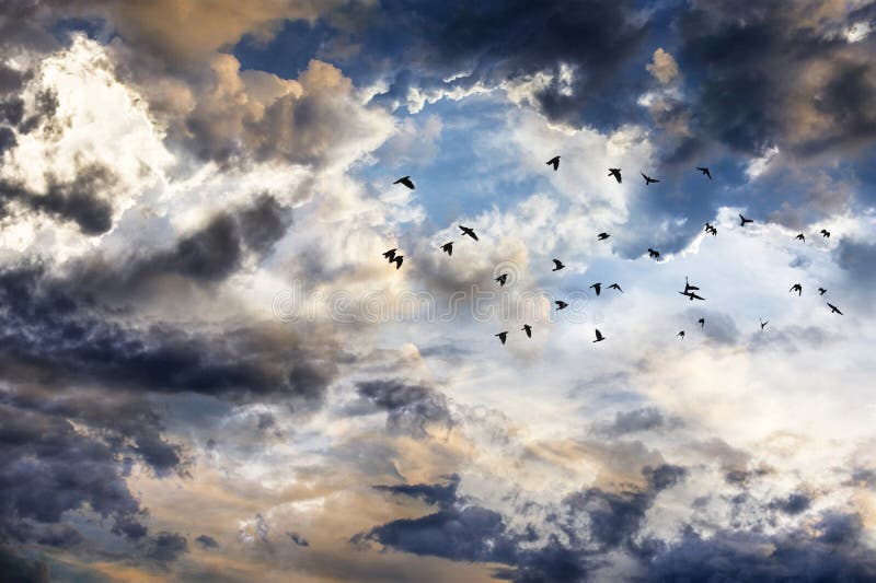 Sunset Sky with Dark Clouds and Flock of Birds Stock Image - Image of ...
