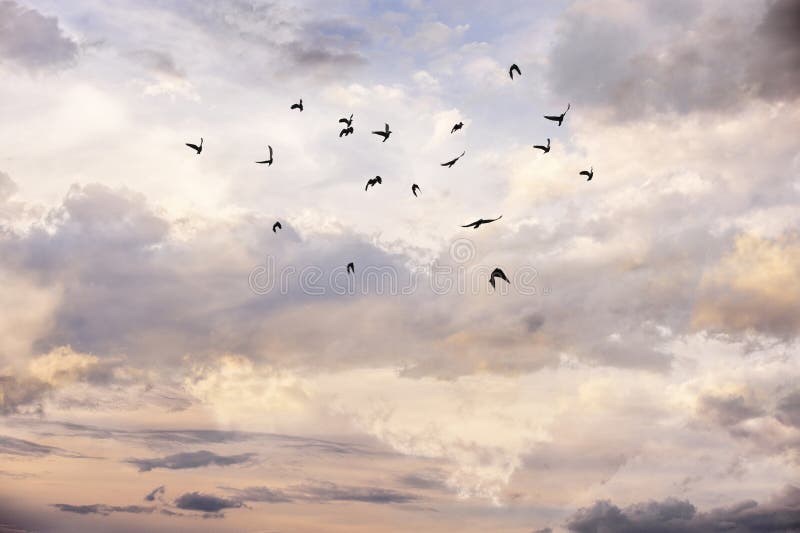 Sunset Sky with Dark Clouds and Flock of Birds Stock Image - Image of ...