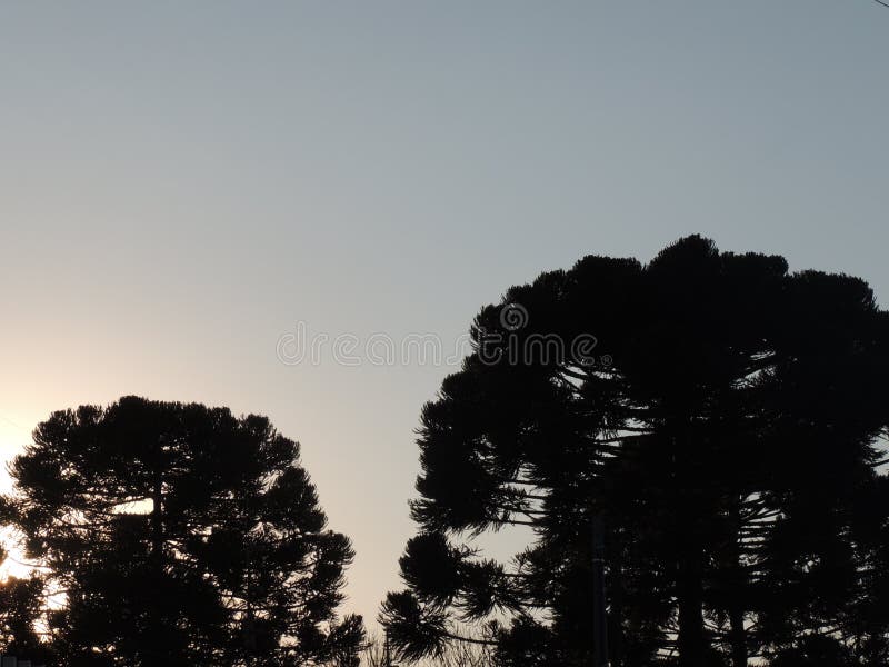 Sunset sky on the forest stock photo. Image of plants - 160751310