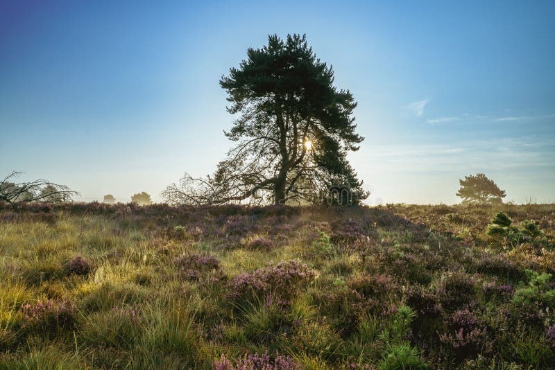 Sunset Sky Over a Heather Field with Trees in the Netherlands Stock ...