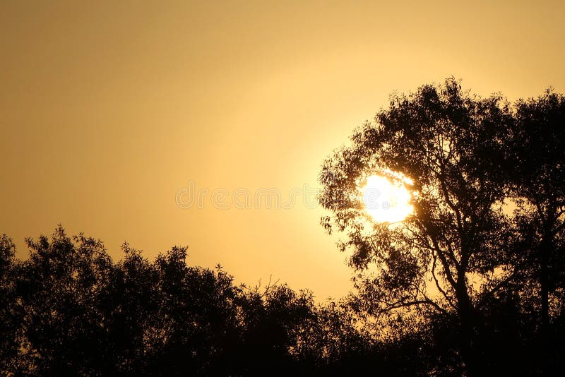 Sunset sky over trees stock photo. Image of drawing, scene - 79294812
