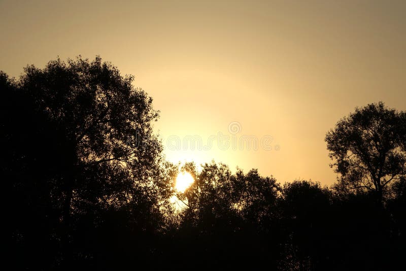 Sunset sky over trees stock image. Image of background - 79295133
