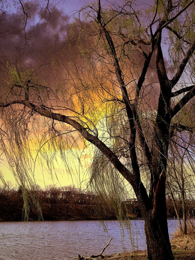 Sun Setting Over Weeping Willow Tree Stock Photos - Free & Royalty-Free ...