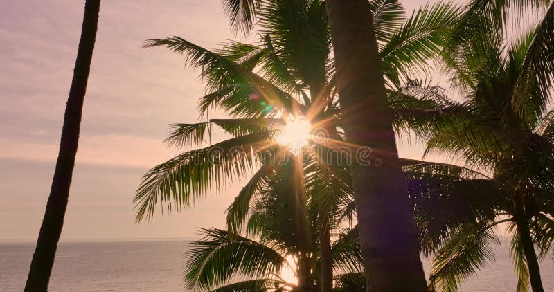 Sunset Sky and Palm Trees Sunset Golden Sky Backlight in Andaman Sea ...