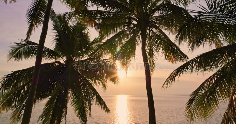 Sunset Sky and Palm Trees Sunset Golden Sky Backlight in Andaman Sea ...