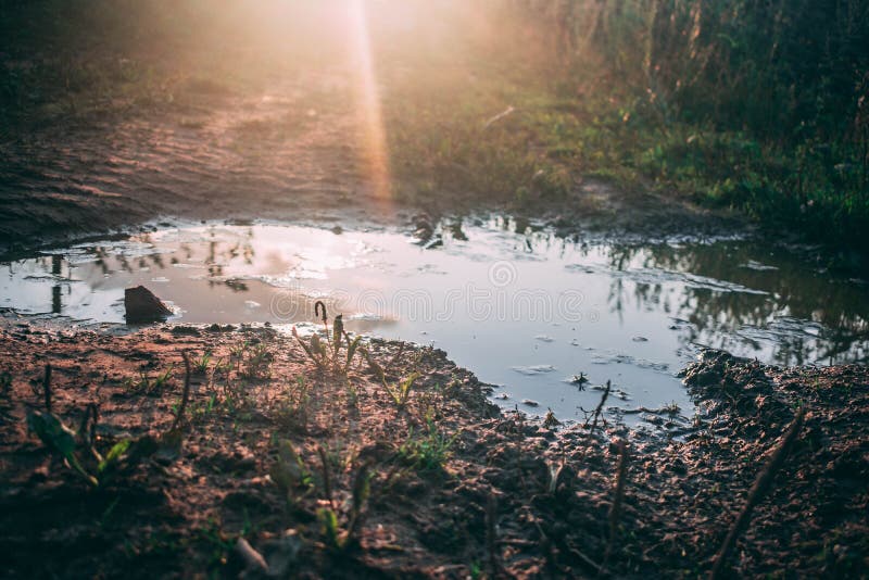 Sunset small puddle stock image. Image of pond, plant - 205487189