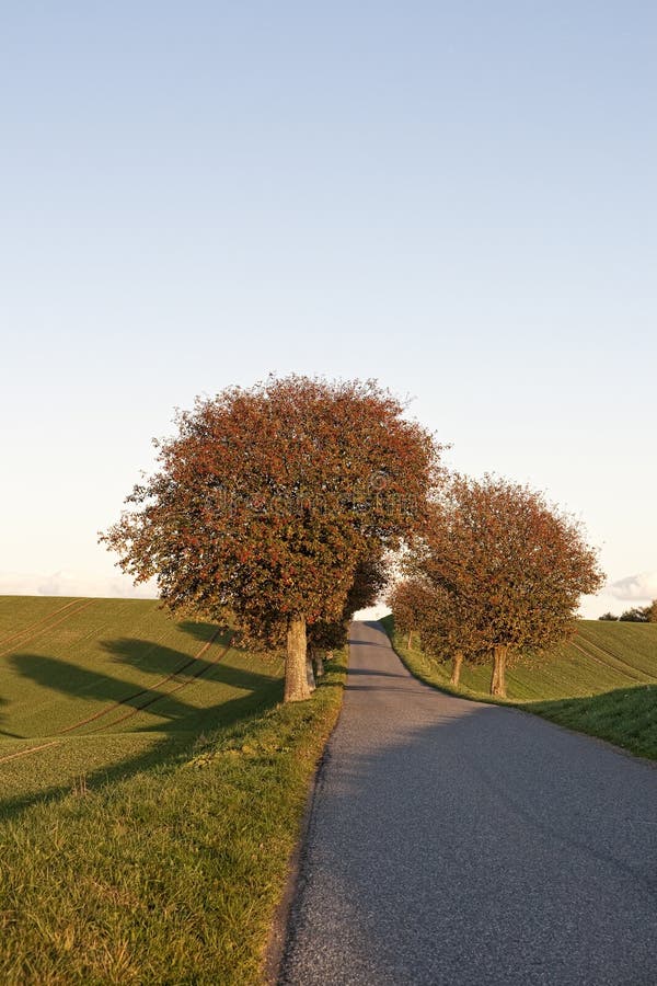 Sunset at the Small Road stock photo. Image of trees - 34823978