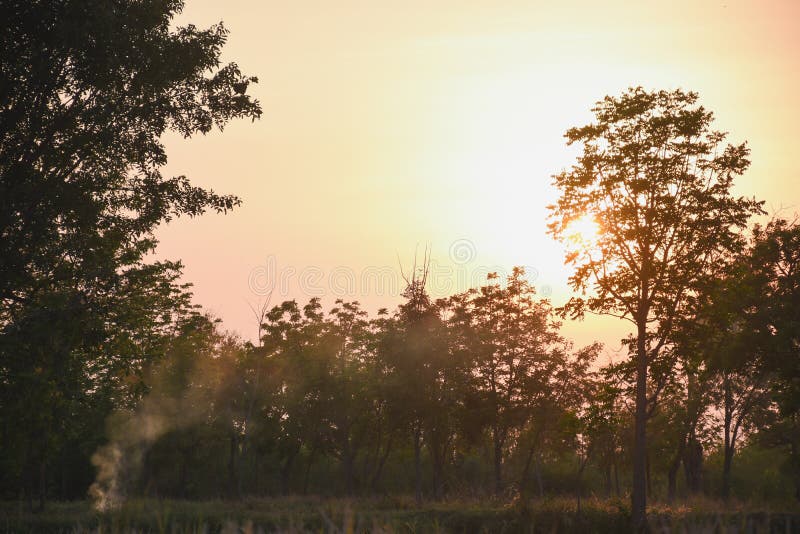 Sunset with Smoke in the Forest Stock Image - Image of bamboo ...