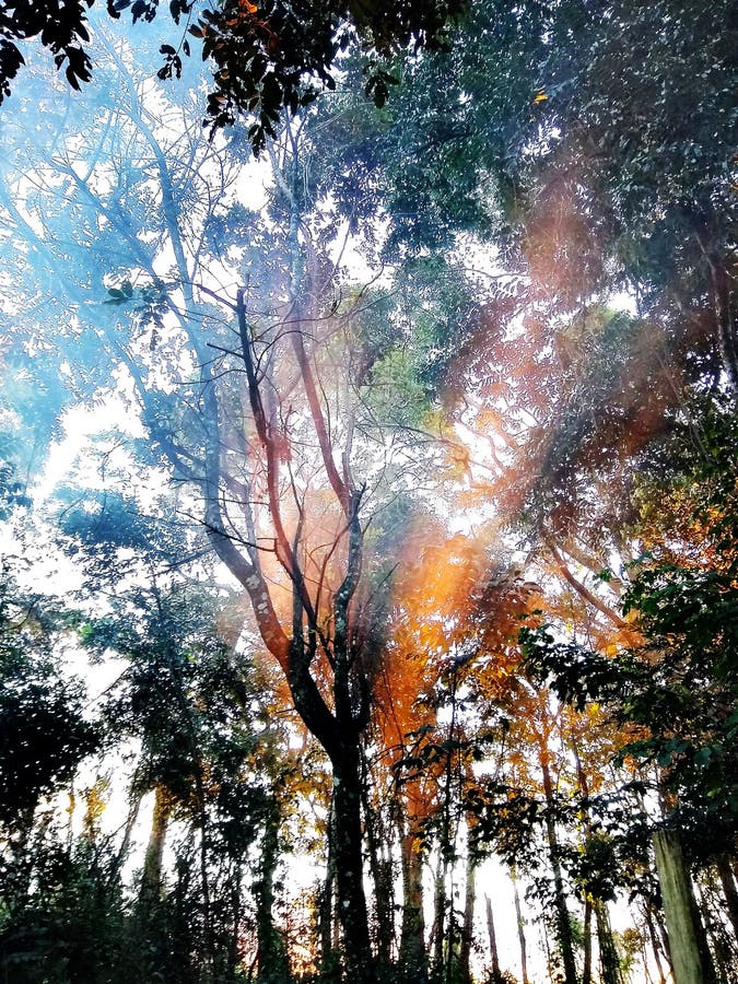 Sunset with Smoke in the Trees Stock Image - Image of flare, drought ...