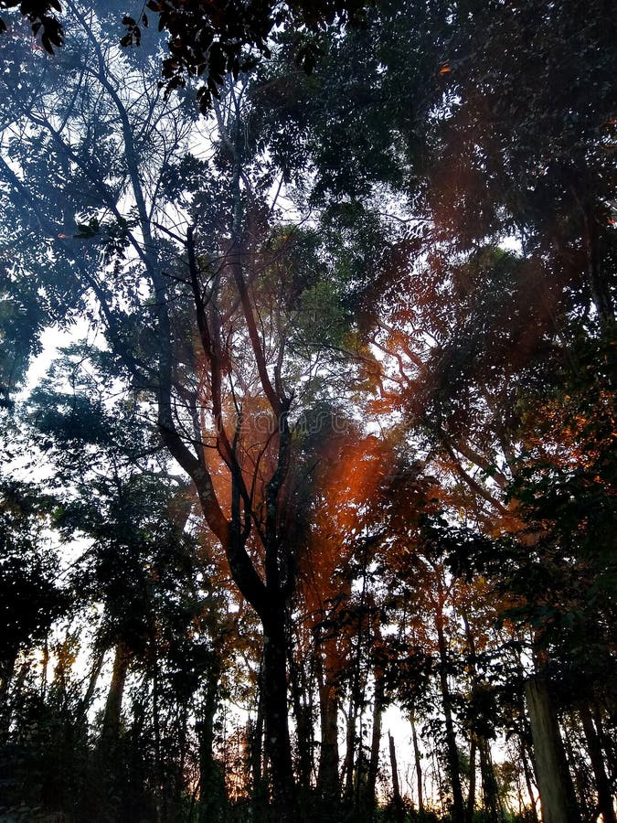 Sunset with Smoke in the Trees Stock Photo - Image of mist, palm: 234667626