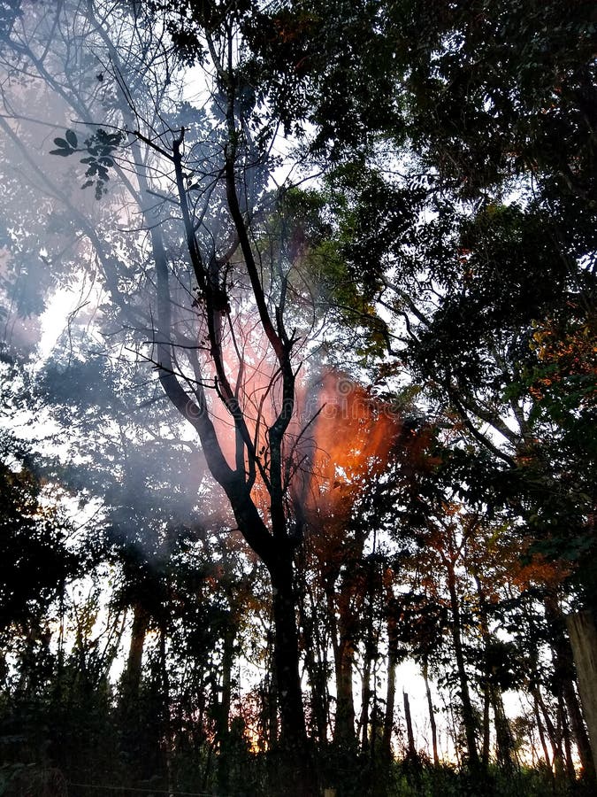 Sunset with Smoke in the Trees Stock Image - Image of glowing, lens ...