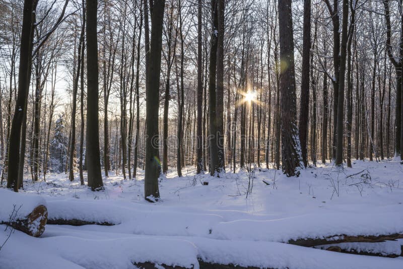Sunset in snowy forest stock image. Image of winter, sunset - 48543485