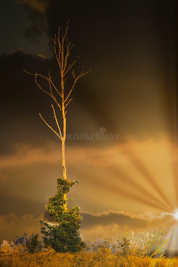 Sunset with a Solo Tree, Black Forest Stock Photo - Image of black ...