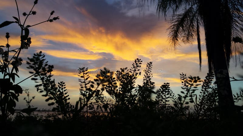 Sunset South Florida stock photo. Image of florida, flowers - 78811794