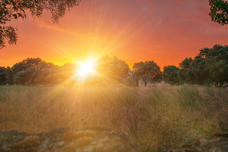 Sunset in Spanish field stock photo. Image of beautiful - 197048714