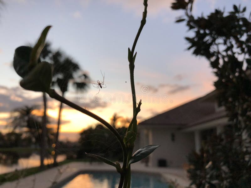 Sunset spider web stock image. Image of autumnal, florida - 108997503