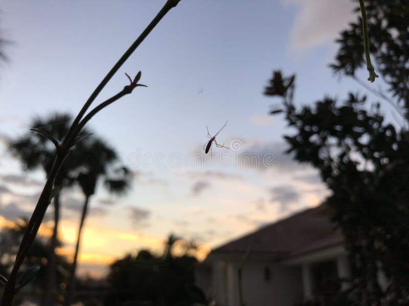 1,727 Sunset Spiders Stock Photos - Free & Royalty-Free Stock Photos ...