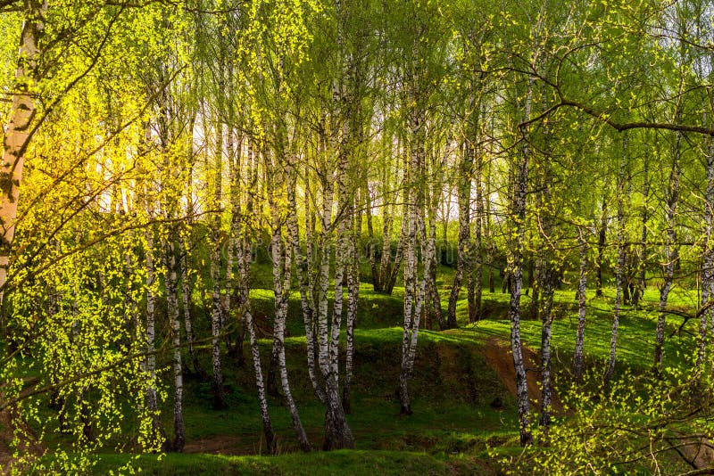 Sunset in a Spring Birch Forest with Fresh Leaves Stock Image - Image ...