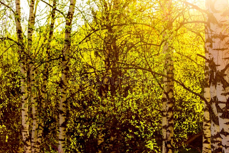 Sunset in a Spring Birch Forest with Fresh Leaves Stock Image - Image ...