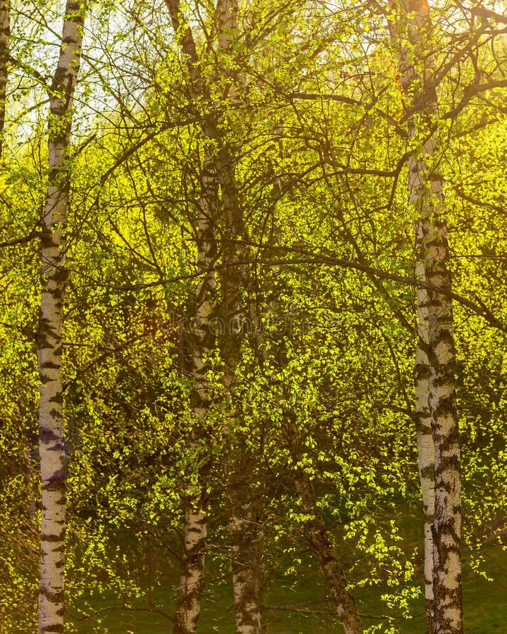 Sunset in a Spring Birch Forest with Fresh Leaves Stock Image - Image ...