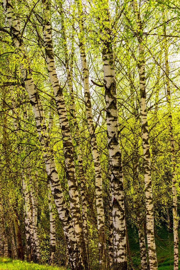 Sunset in a Spring Birch Forest with Fresh Leaves Stock Photo - Image ...