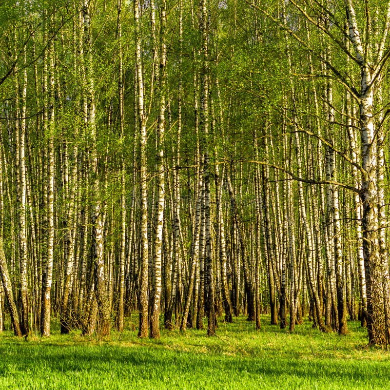 Sunset in a Spring Birch Forest with Fresh Leaves Stock Photo - Image ...